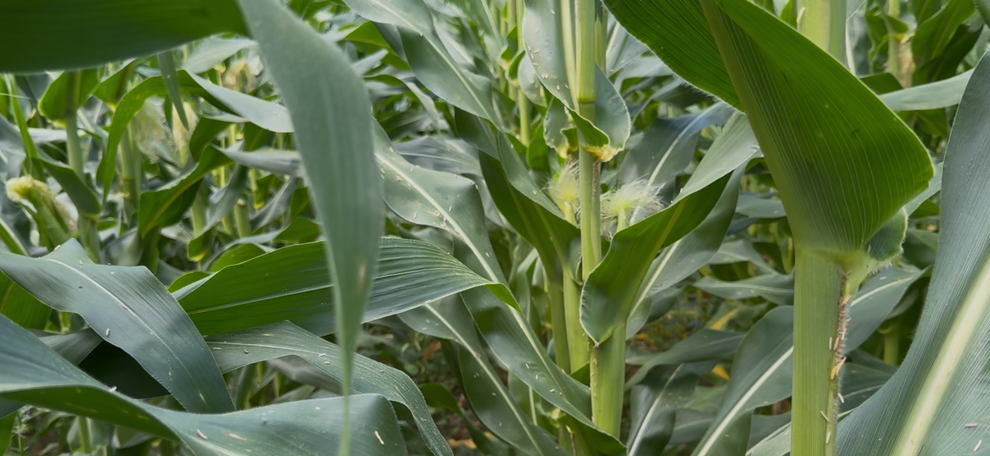 ROCKET FUEL CORN (30,000 seeds) 115 day corn ***SOLD OUT FOR 2026 ...