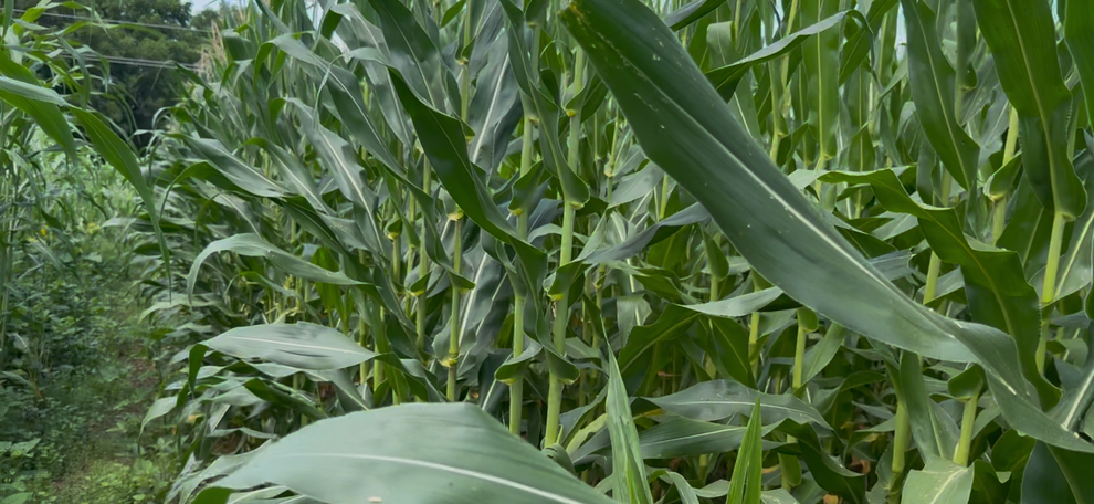 ROCKET FUEL CORN (30,000 seeds) 115 day corn ***SOLD OUT FOR 2026 ...